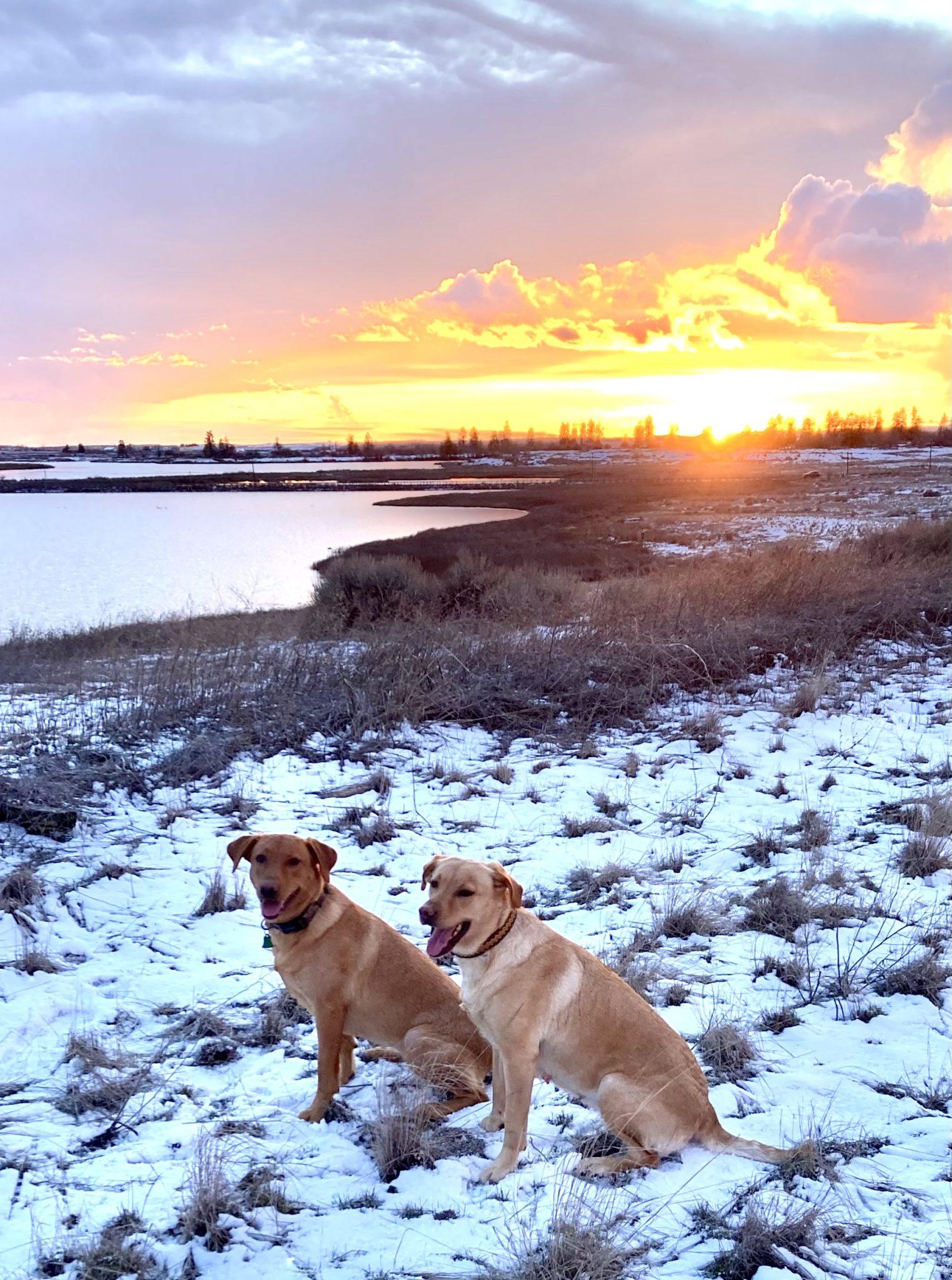 Crested Sun Labradors – Labradors, Nine Mile Falls, Washington